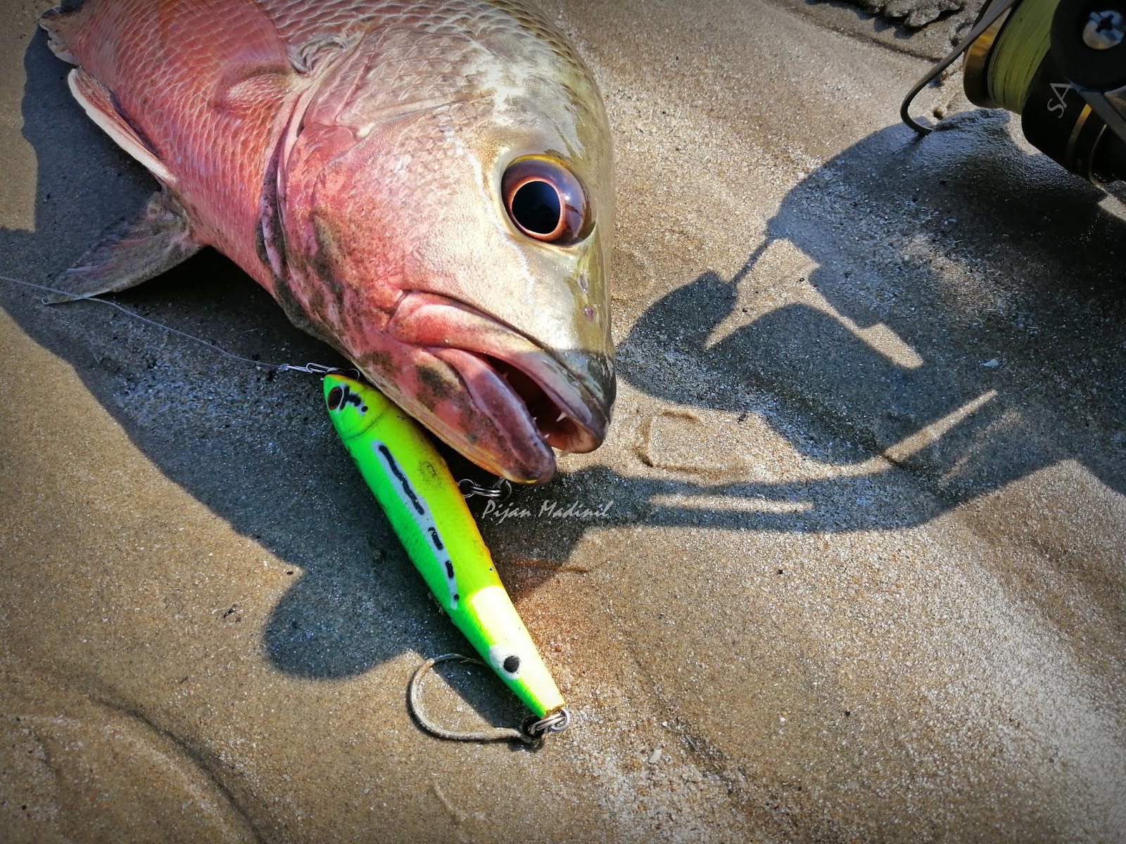 The Other Side of Me: Ikan Siakap Merah @ Mangrove Jack (MJ) #01-02/2019