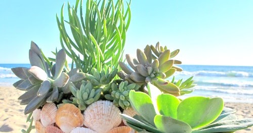 Scallop Sea Shell Terra Cotta Pots | DIY Makeover