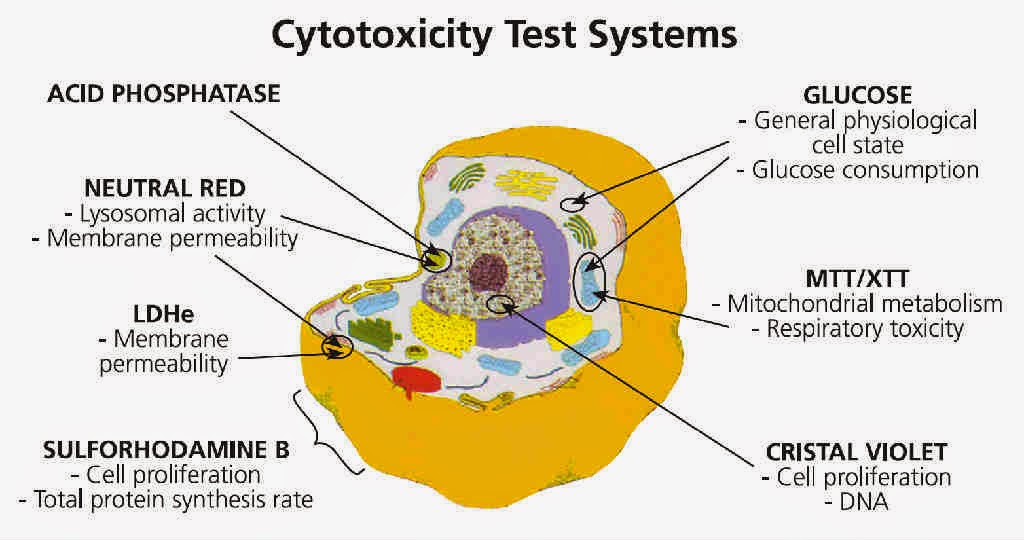 cytotoxicity