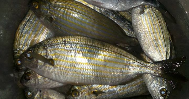 POISSONS DES CÔTES ALGÉRIENNES: LA SAUPE OU CHELBA : PHOTO : PÊCHEUR ISHAK