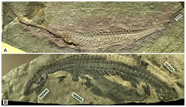 Short-necked Triassic marine reptile discovered | Geology In