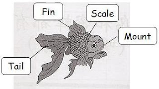 SWEELEE'S LAND: 1. EXTERNAL FEATURES OF ANIMALS