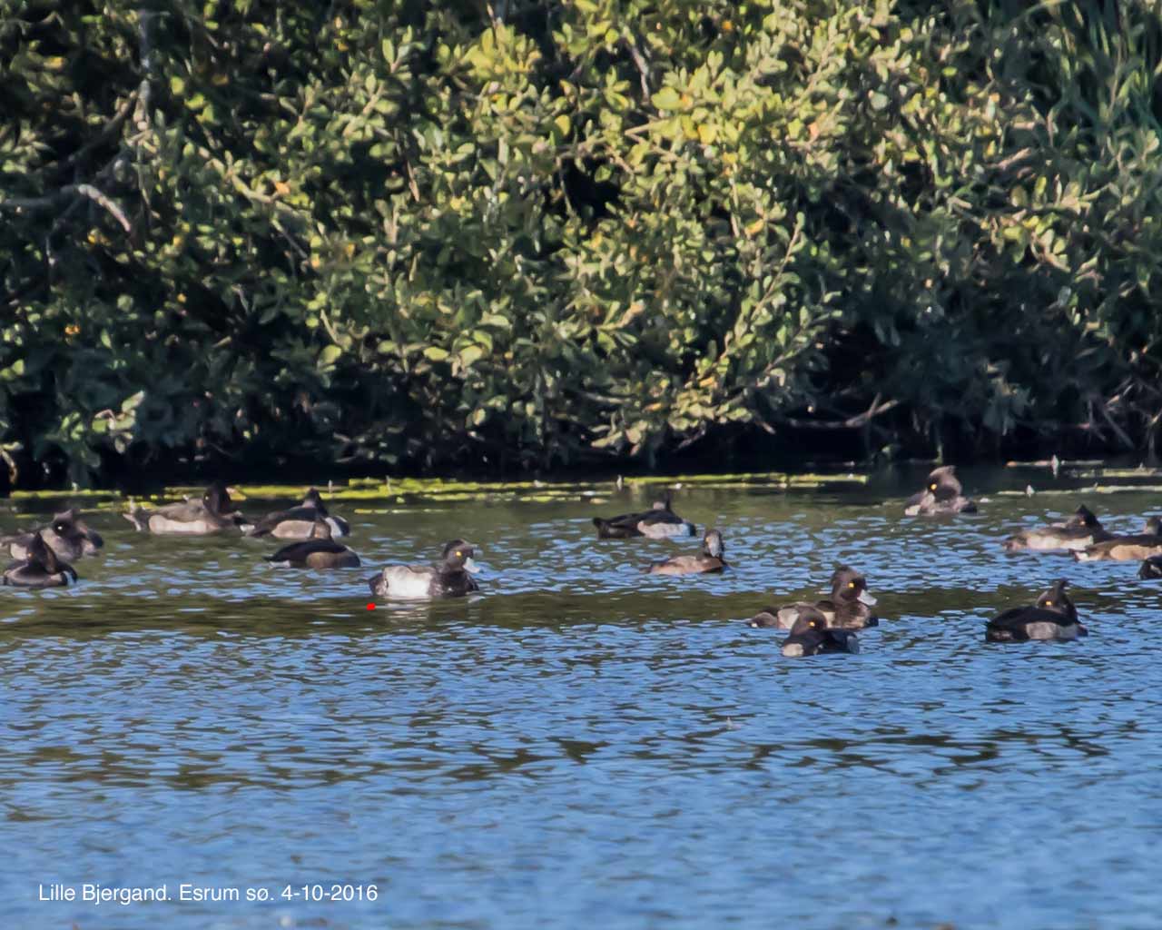 Fuglefoto: Lille Bjergand (v/rød prik). Esrum sø.