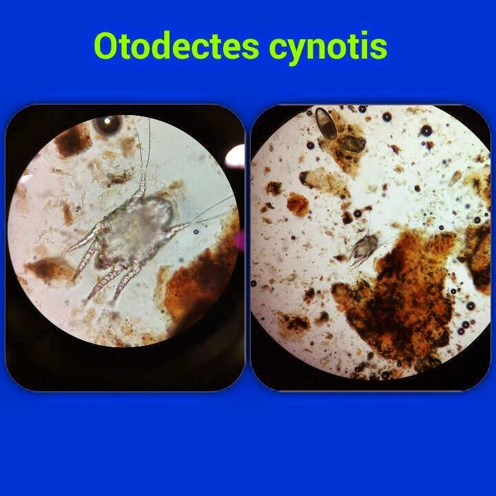 Centro Veterinario Ponteareas