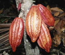 CACAO CULTURE IN THE PHILIPPINES. part 3