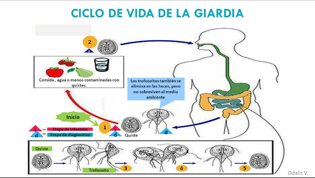 Odalis Velasquez-Parasitologia: Ciclo de vida Giardia lamblia