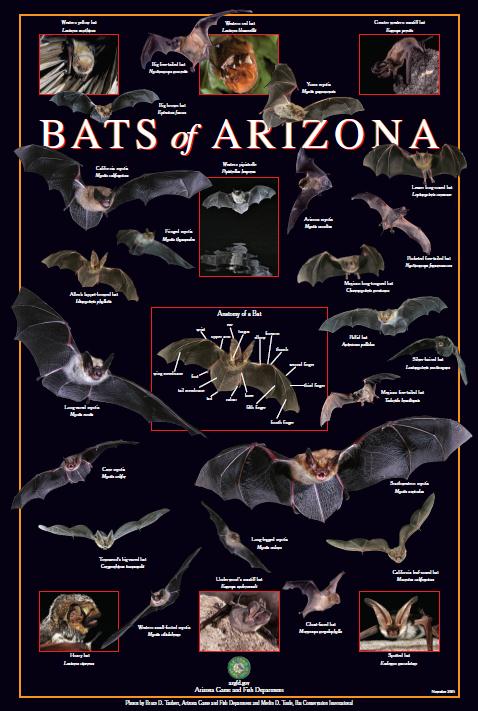 Birding Without Barriers: Going Batty!