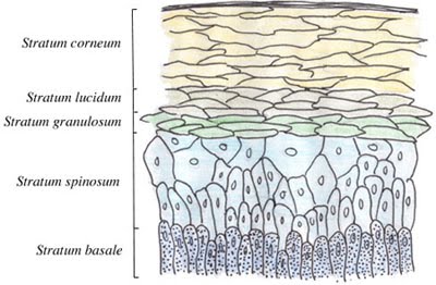 Lapisan Epidermis Kulit