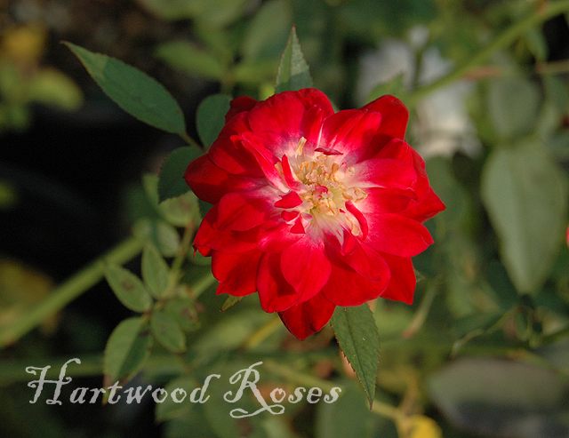 Hartwood Roses: Preparing for September's Open Garden Days