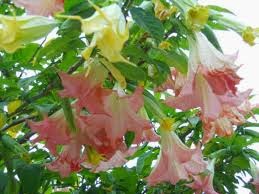 cultura verde: El chamico o la trompeta del diablo (I parte)