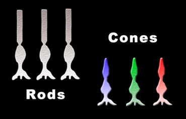 #89 Structure and function of the eye, rods and cones | Biology Notes ...