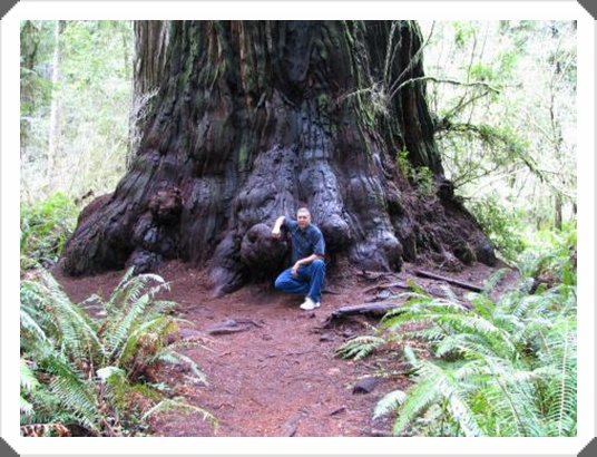 Pohon Terbesar di Dunia | Taman Bacaan Online