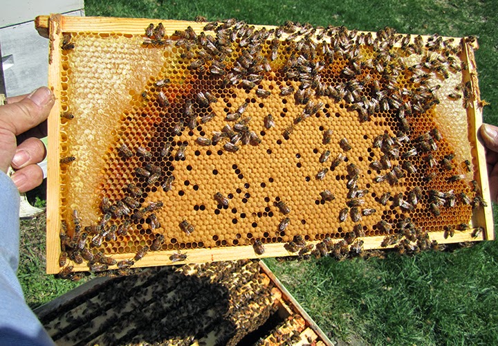HONEY BEES: AN ADVENTURE: May 2014