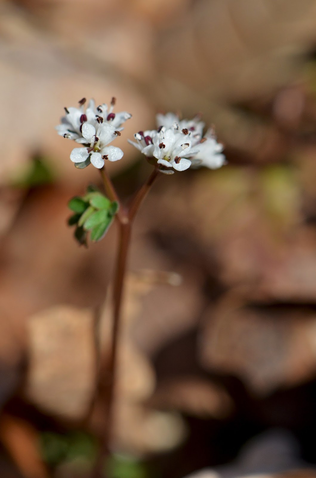 The Kentucky Nature Blog: Harbinger of Spring (Erigenia bulbosa)
