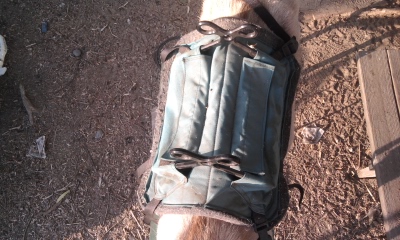 Sierra Pack Goats Blog: How to Saddle a Goat