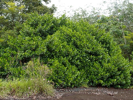 Gal Goraka Or Otograph Tree Spreading In Upcountry of Sri Lanka | Sri ...