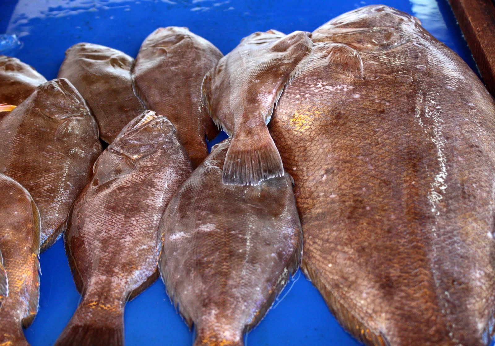 Warga Perikanan Brunei: Ikan Ikan Laut Tempatan ( Marine Fishes of ...