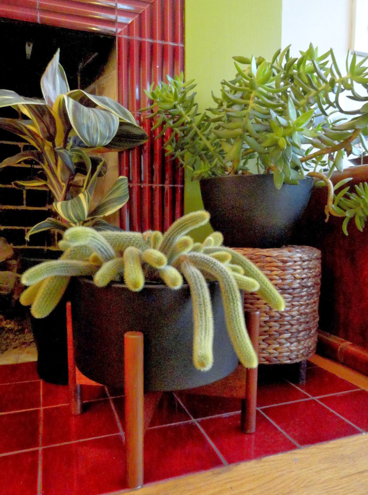 danger garden: Planting up my Case Study Ceramic Planter from Modernica...