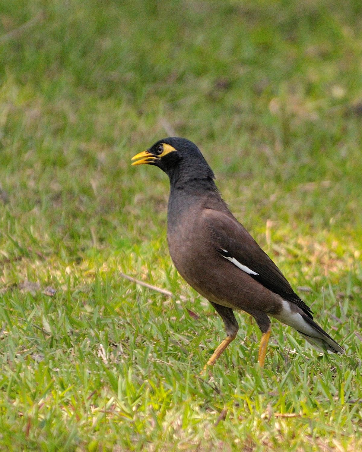 The Amazing Birds: Common Myna (家八哥), Acridotheres tristis