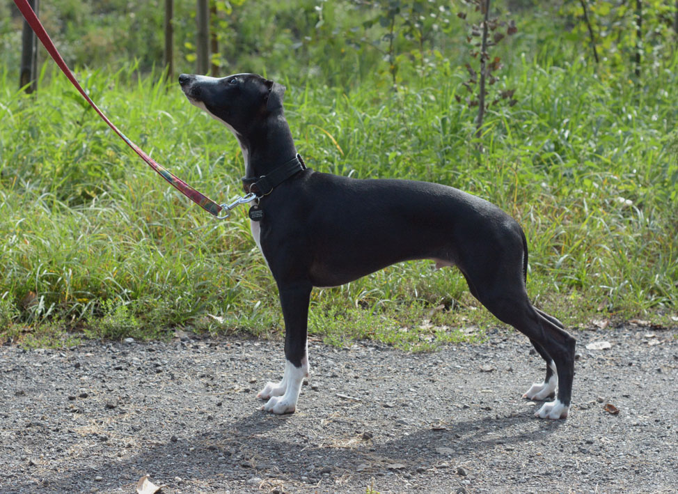 whippety Minori Ad Majus : 15 tygodni