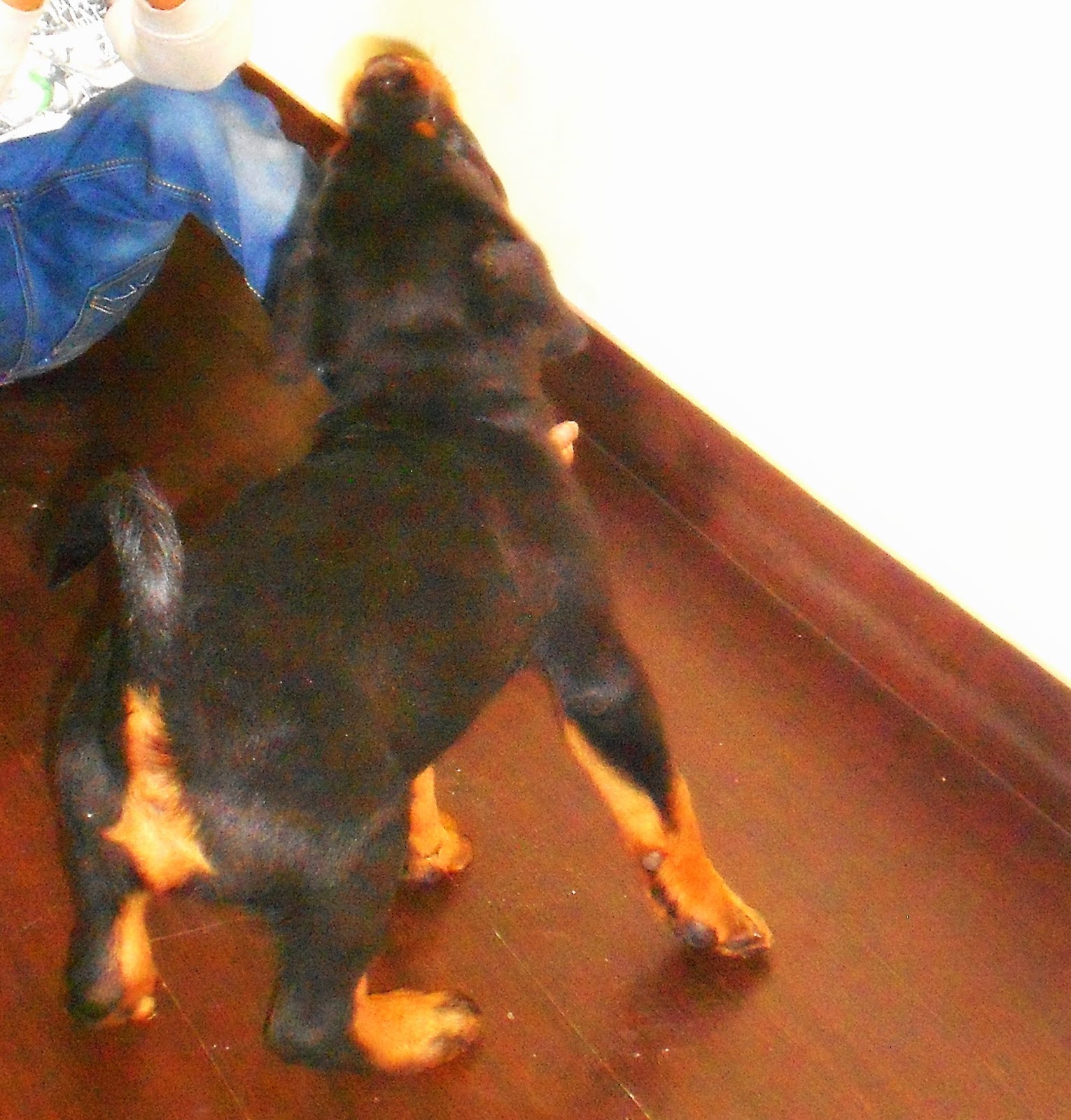 Leo - The Rottweiler: 11 Week Old Rottweiler Puppy