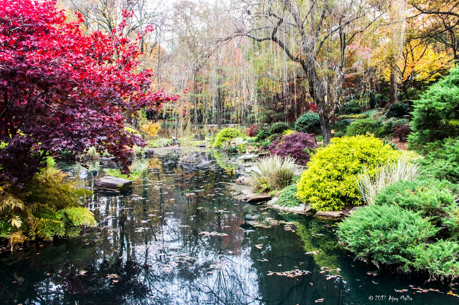 Ajay Mallia Photography: Gibbs Garden-Fall Color