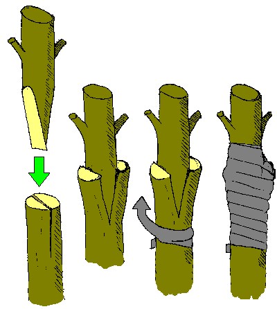 Ripasso Facile: RIPRODUZIONE DELLE PIANTE RIASSUNTO