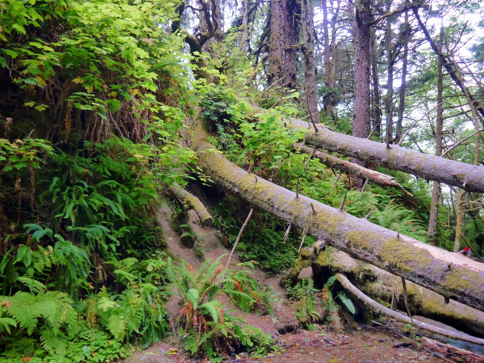 American Travel Journal: Fern Canyon Trail - Redwood National and State ...
