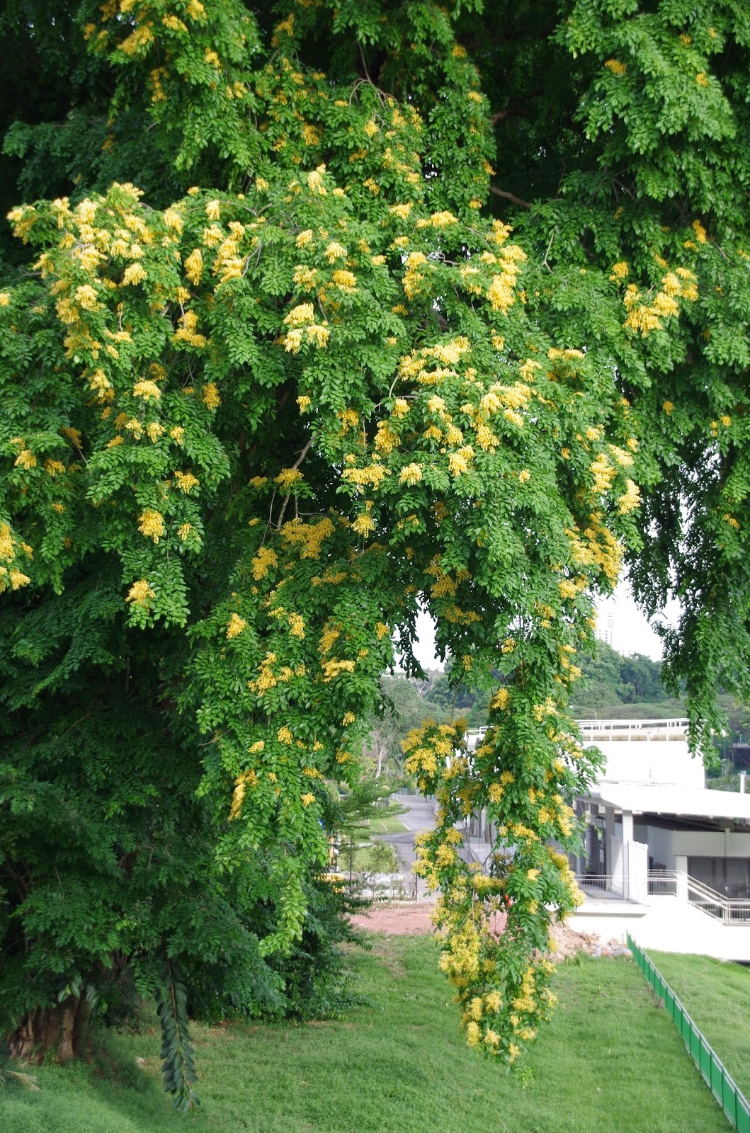 Trees and Plants: Angsana