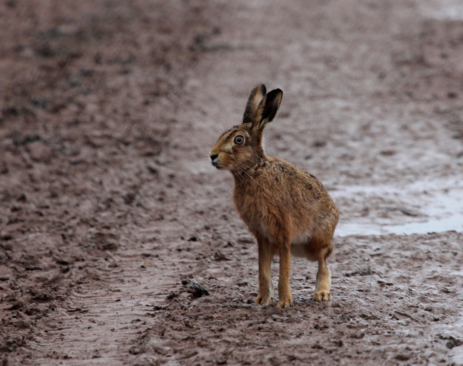 My photo's taken in and around the Forest of Dean: HARE