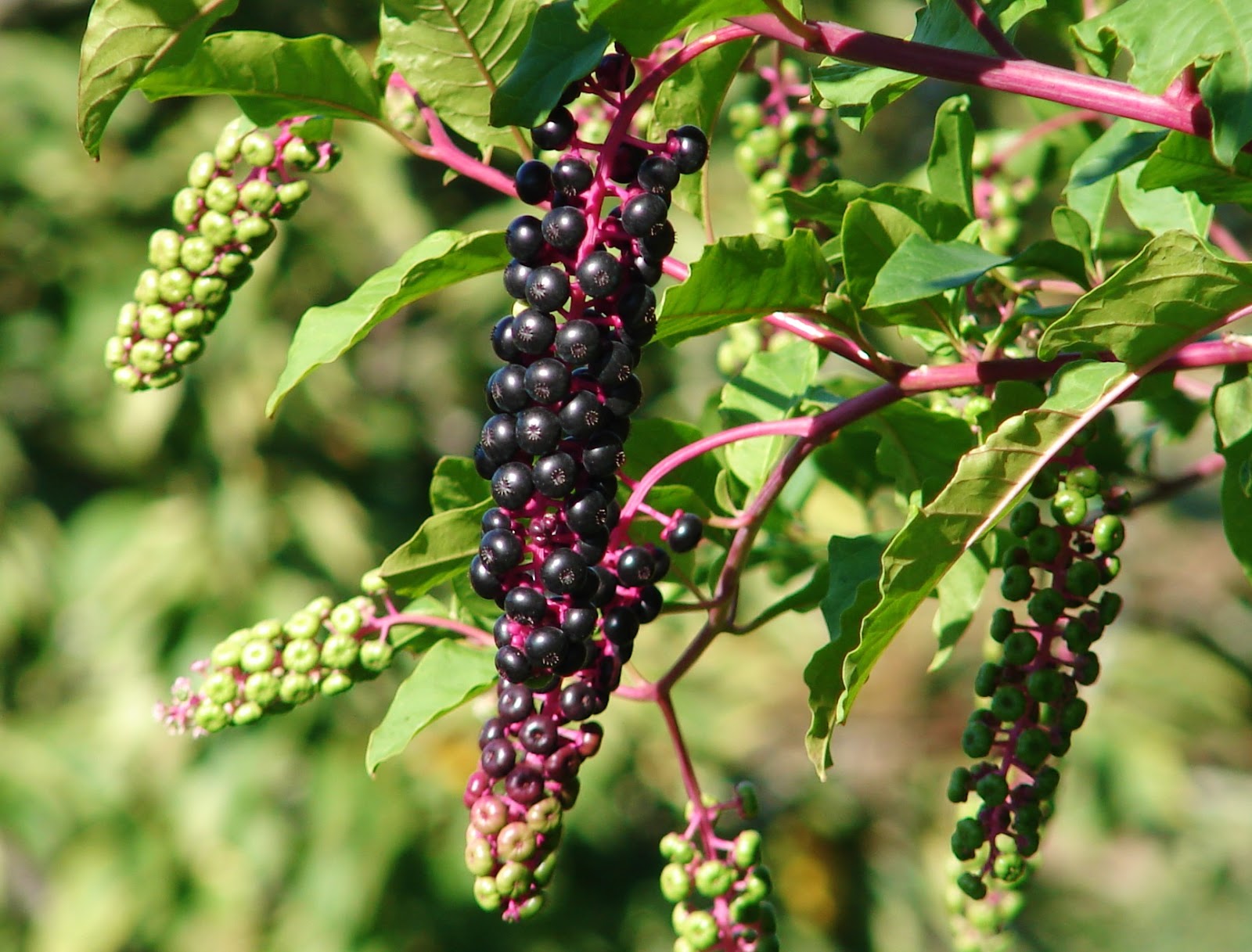 BREATHTAKING: Pokeberry and Echium Blooms
