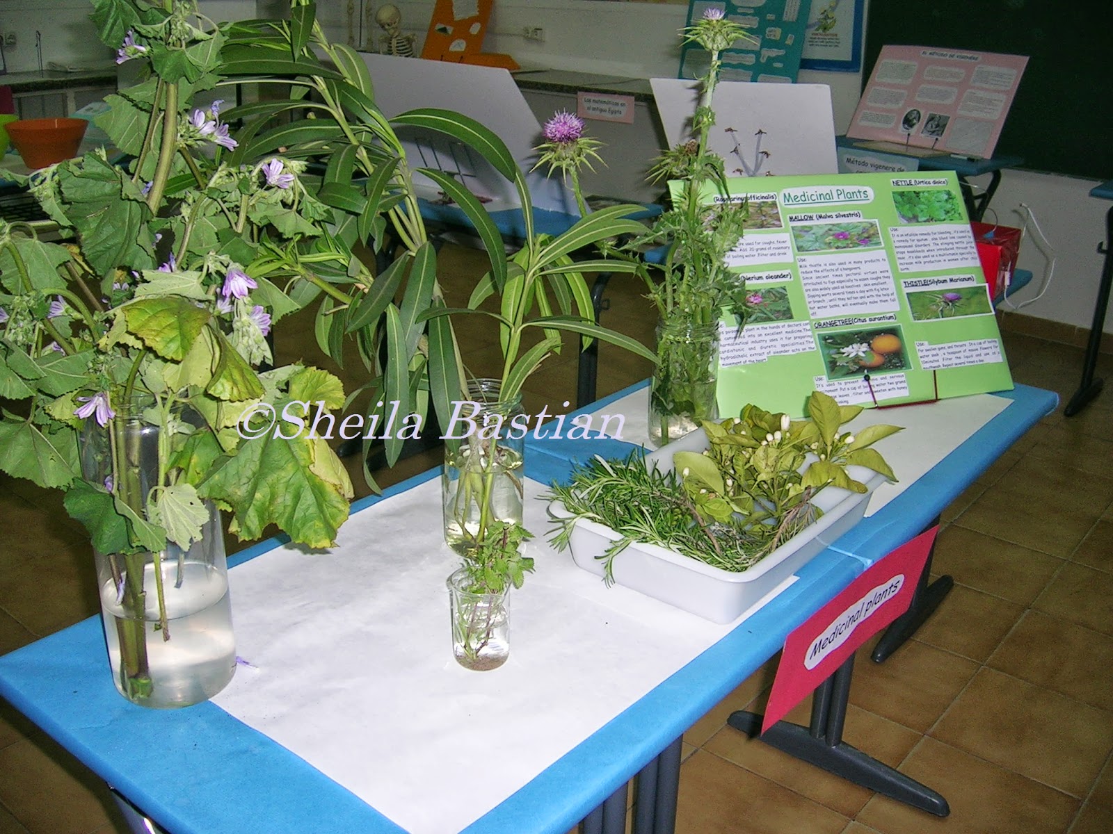 Science Magazine: SCIENCE FAIR PROJECT - MEDICINAL PLANTS - By José ...