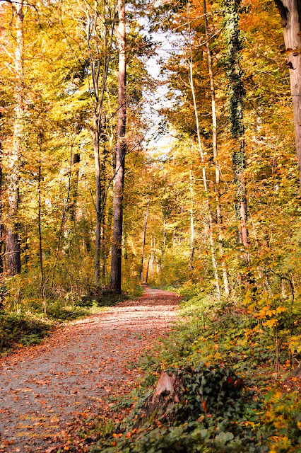 I'm Moving to Germany FromTexas!: The Fall Foliage is Beautiful Here in ...