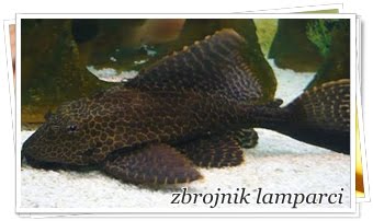 Glonojady!: Rozmnażanie