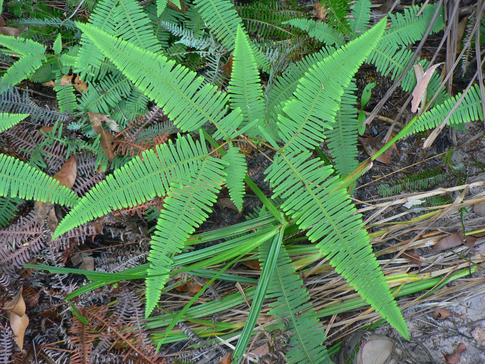 ournomadicways: Corroboree Lagoon,Darwin,NT Wildlife Park,Litchfield ...