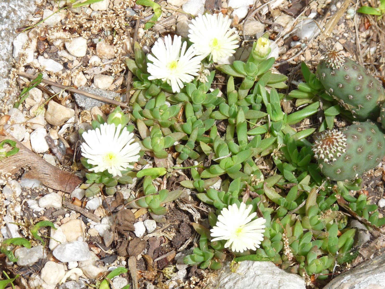 A not so simple garden: Fire and Ice(plants)