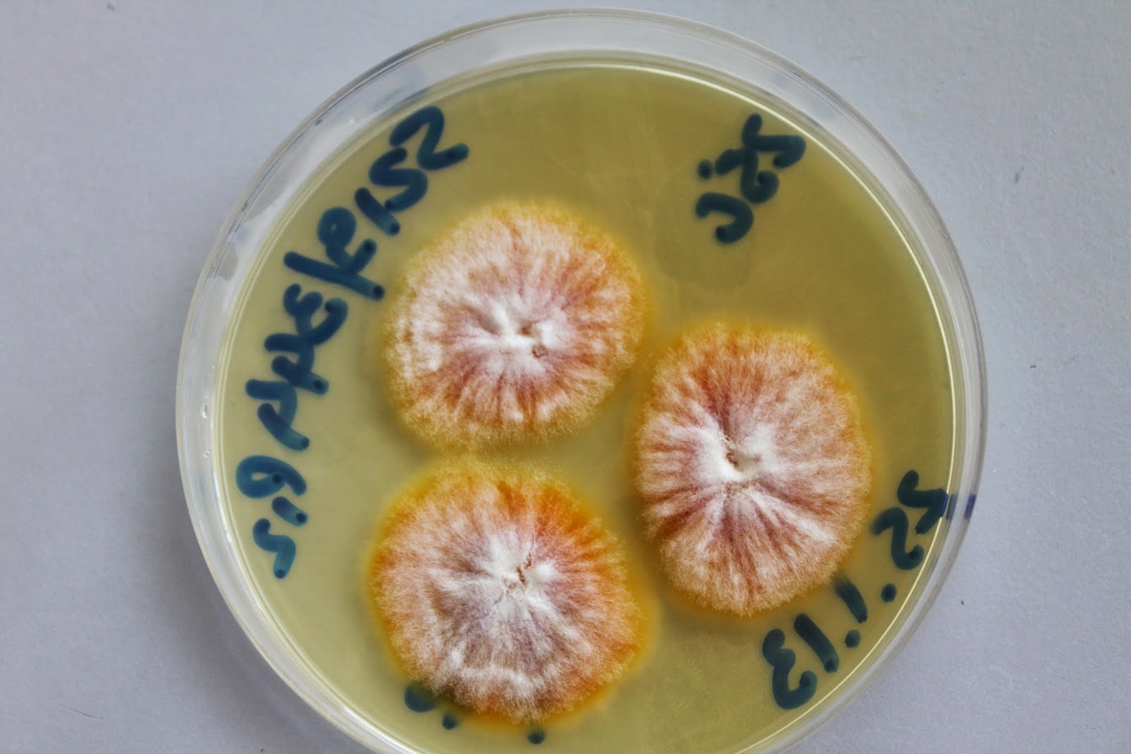 Small Animal Talk: Ringworm (aka dermatophytosis)