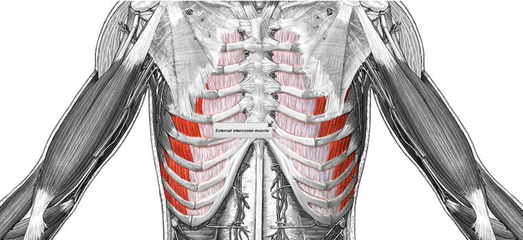 fisioterapia/sistemas.: practica sistema respiratorio