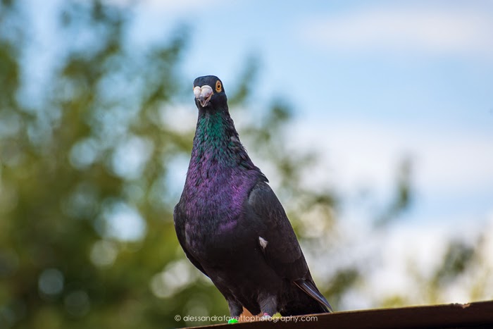 Criador de palomos El Nandi: Fotos de los palomos laudino sevillano del ...