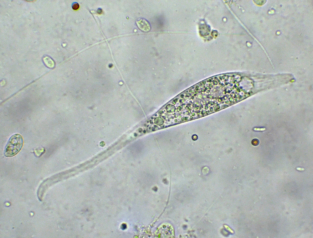 Il Microscopio: marzo 2013