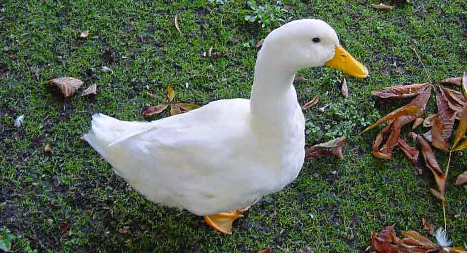 Abecedário dos Animais: PATO