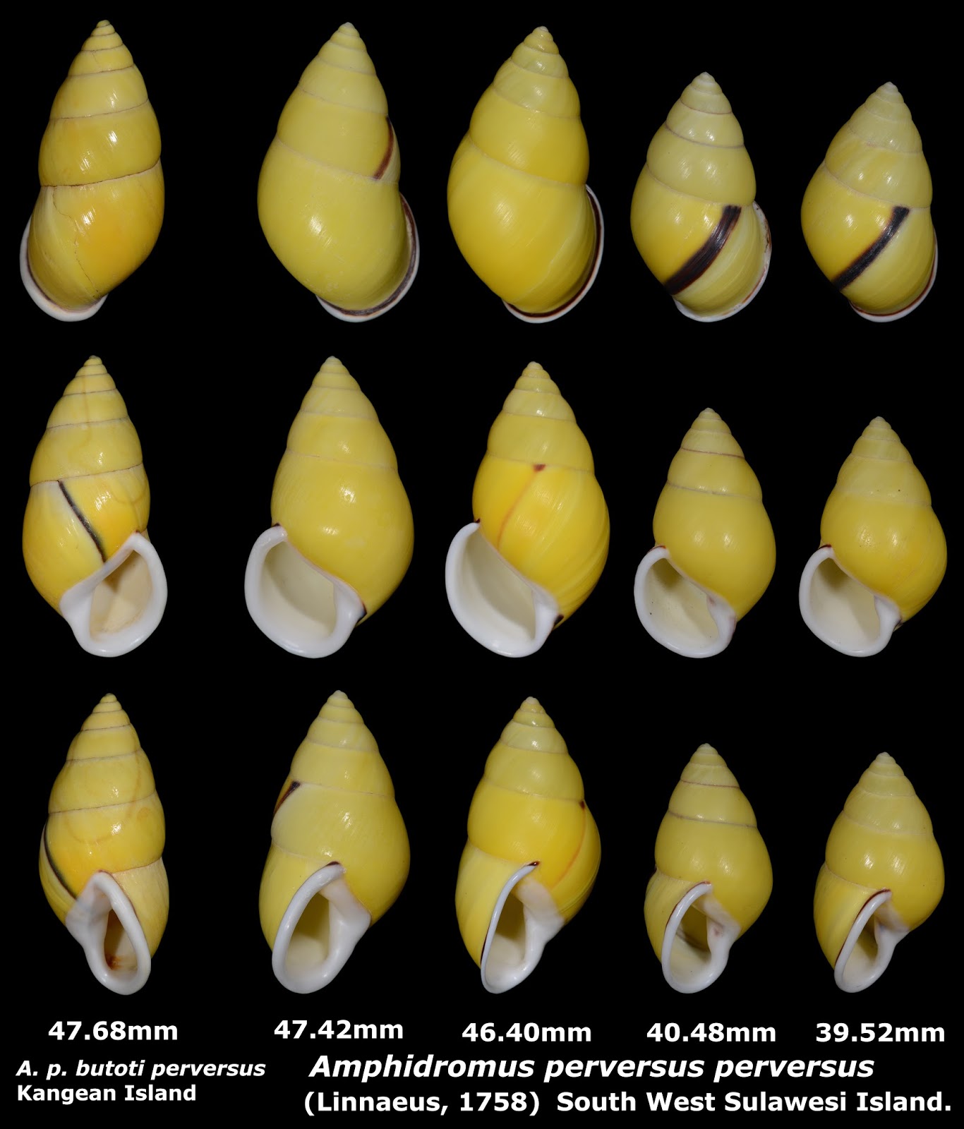 Dr. Lee's Gallery Museum: Amphidromus perversus perversus 39.52 to 47.42mm