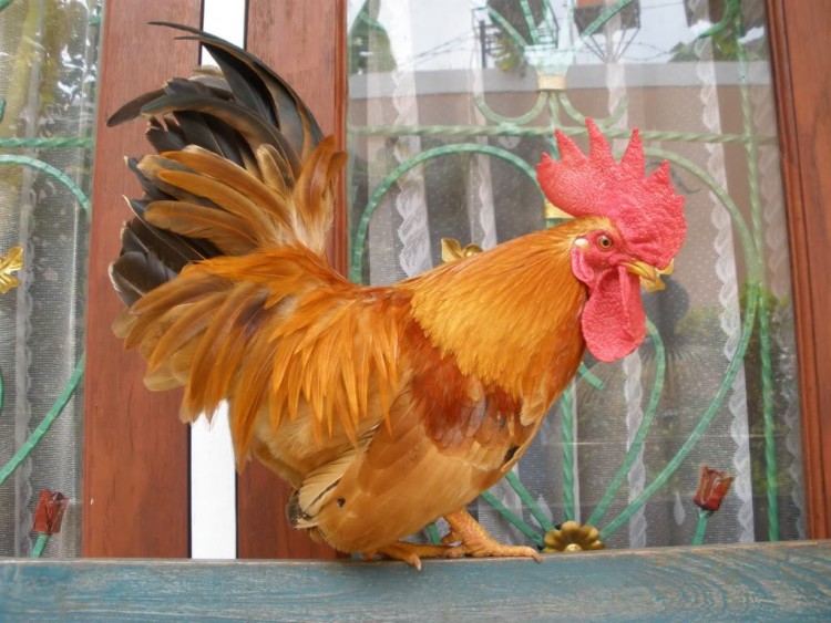 infotentanghewan: Ayam Kate Bertubuh Kecil.