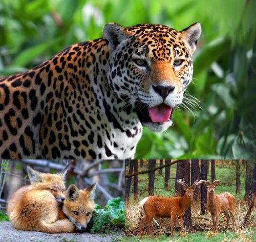 Multi Animals Wallpaper 3 ~ Blast of Wallpapers