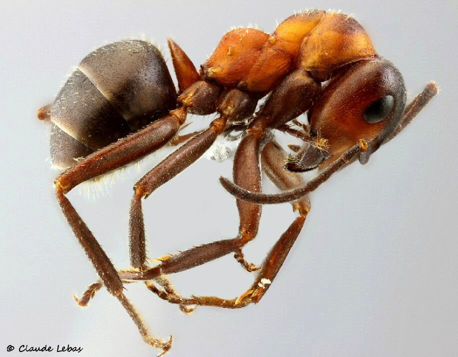 fourmis du genre Formica