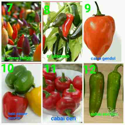 20 Macam Jenis Cabai yang Ada di Dunia | dwisangpetani