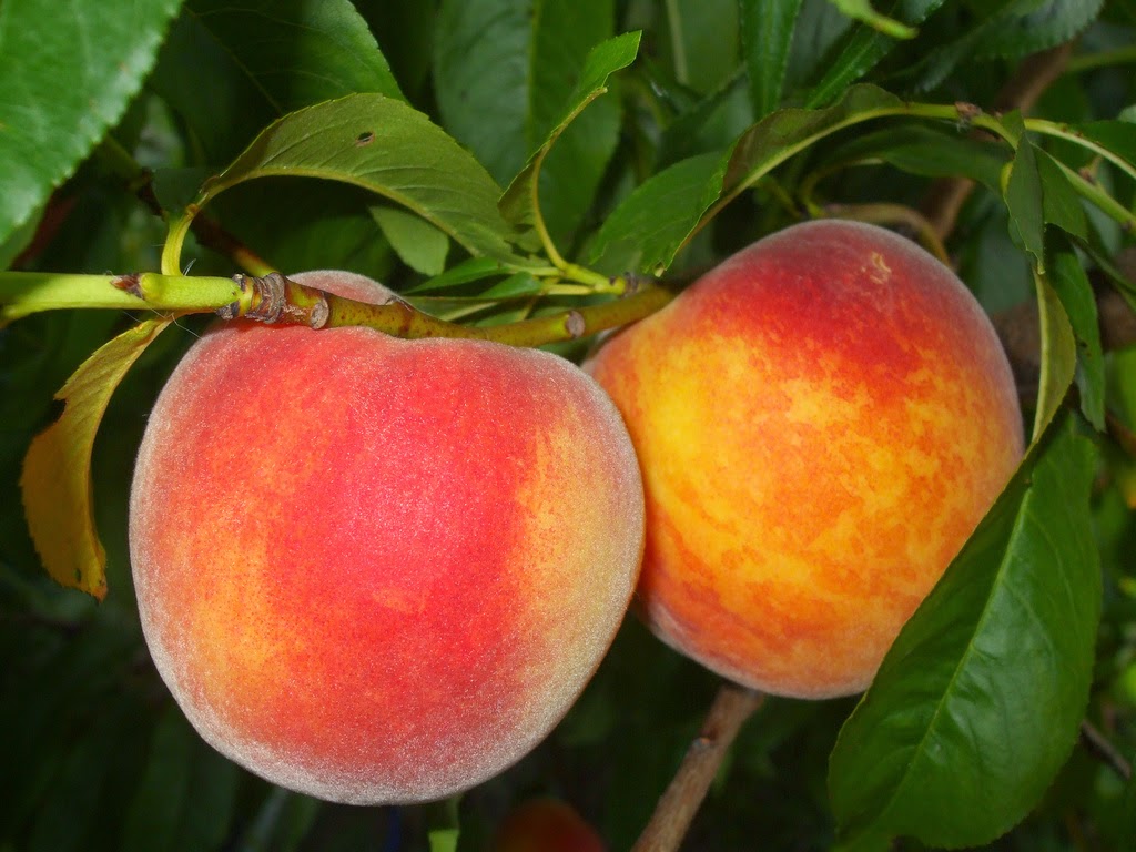 PERIODICOLE ANTONIO MACHADO: EL MELOCOTÓN