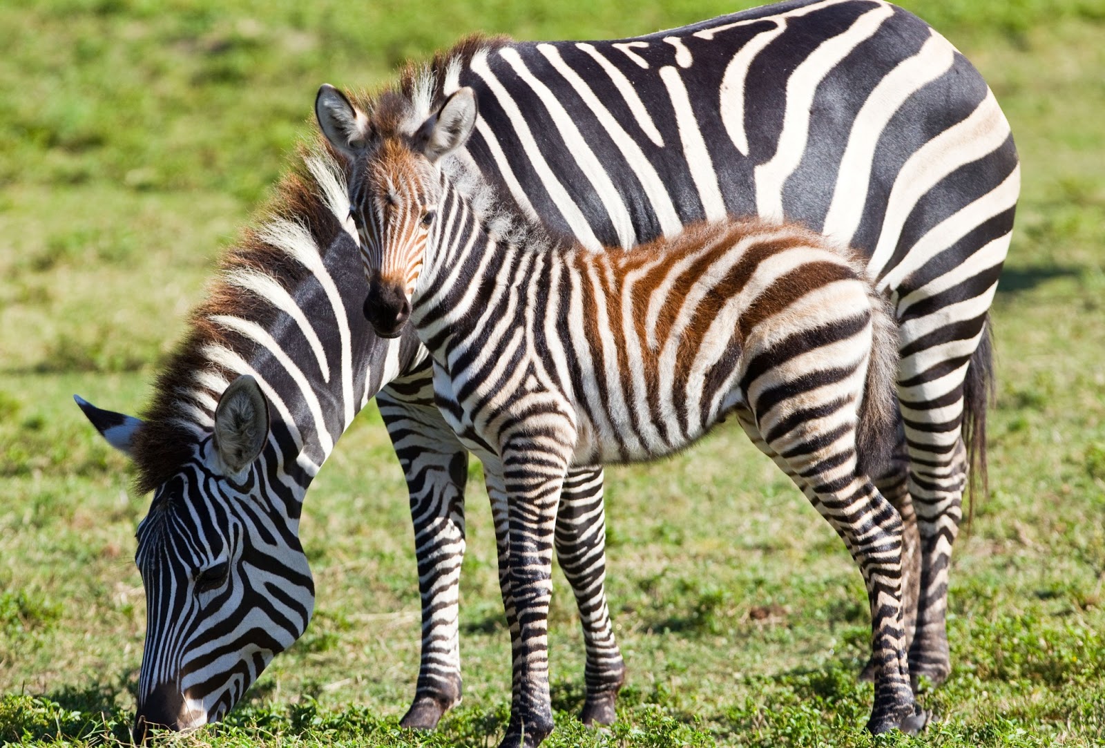The Grévy's Zebra | Beautiful Animal | The Wildlife