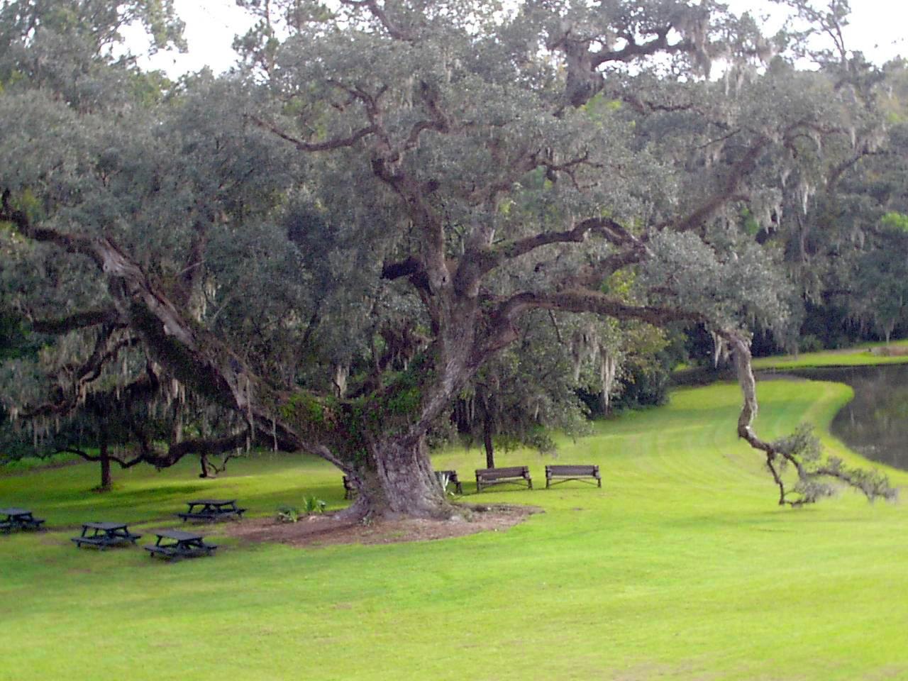 Giant Trees From Around The World: Oak Trees