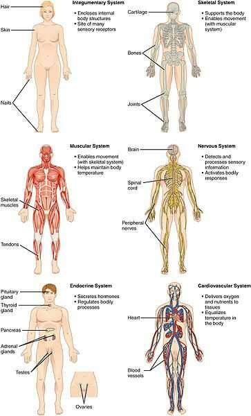 MY DIARY List Of System Of Human Body MY DIARY List Of System Of Human Body